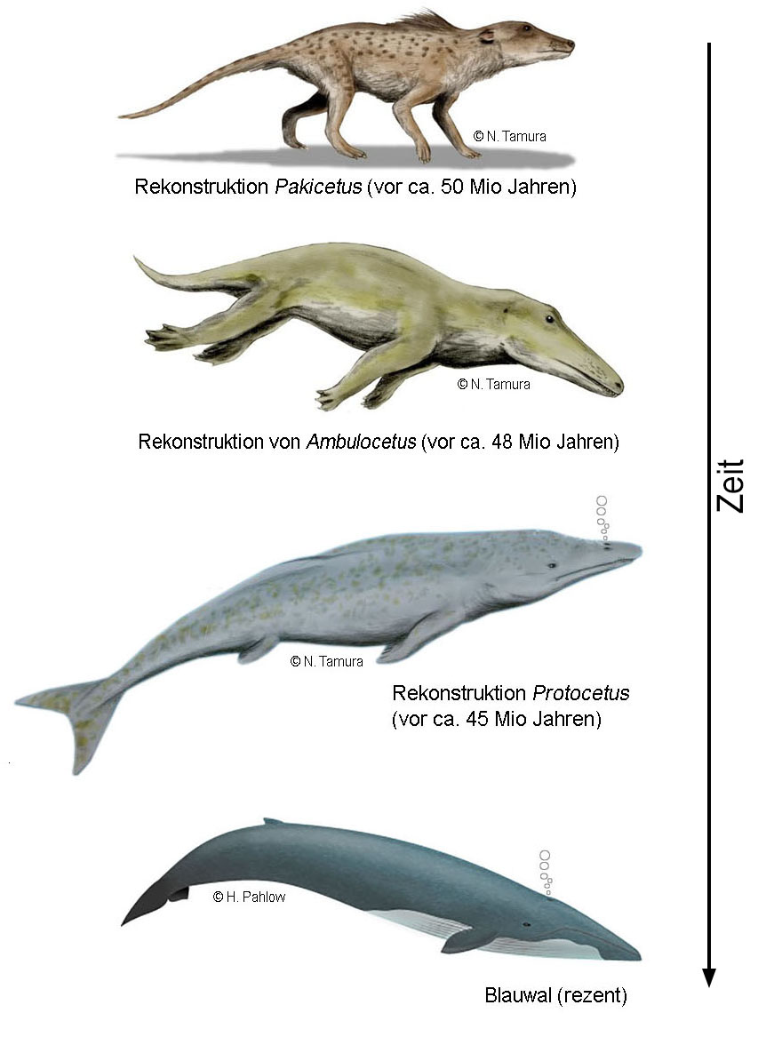 Evolution Der Tiere Beispiele