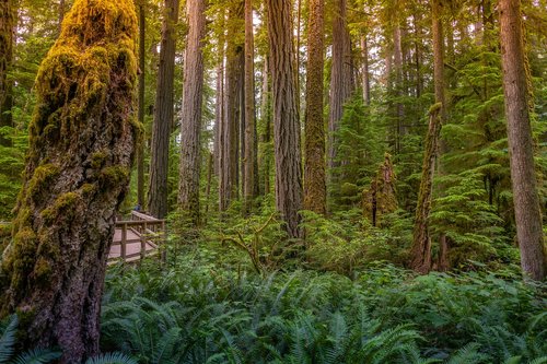 rainforest: Structure of the rainforest | pro.digbi